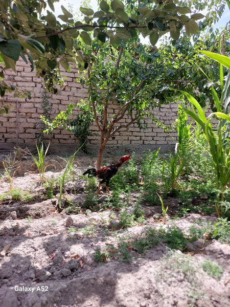 Dakang xuroz sotiladi