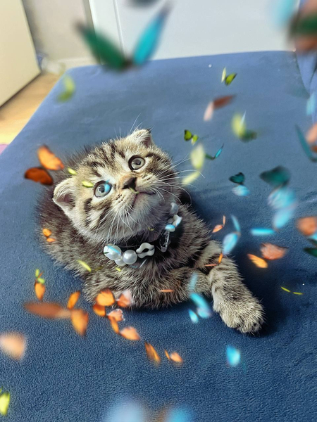 Продаётся котенок девочка!
