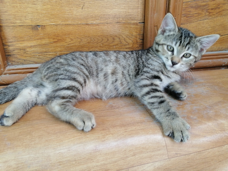 Отдам даром котят