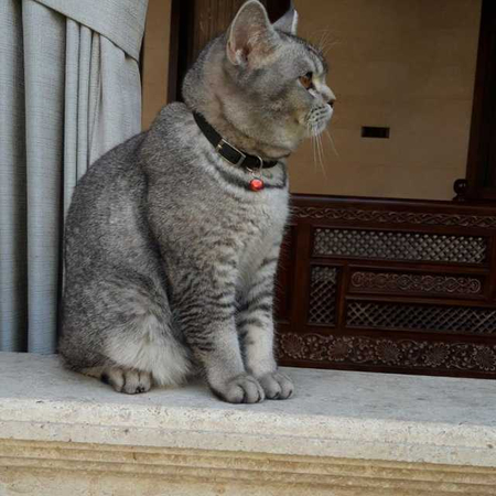 MushukSkorsh strayd