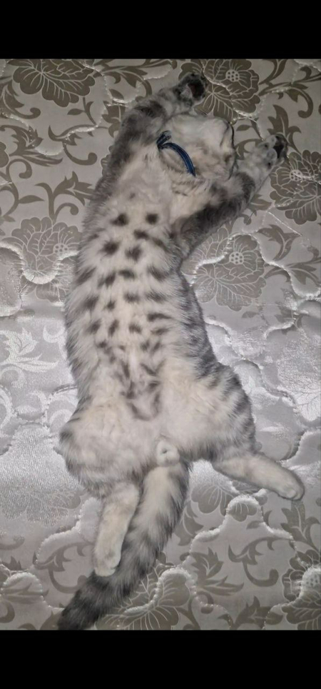 Кошка скоттиш страйт