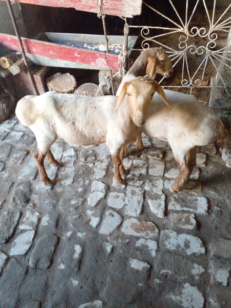 Зотли казоки кочкорлар