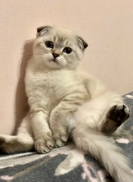 Продаётся Шотланский Вислоухий 3 месяца