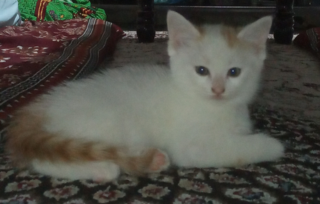 2 oylik Turkish angora