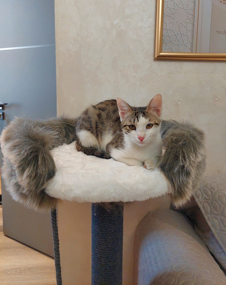 Котёнок девочка. Стерилизованная (котят не будет)