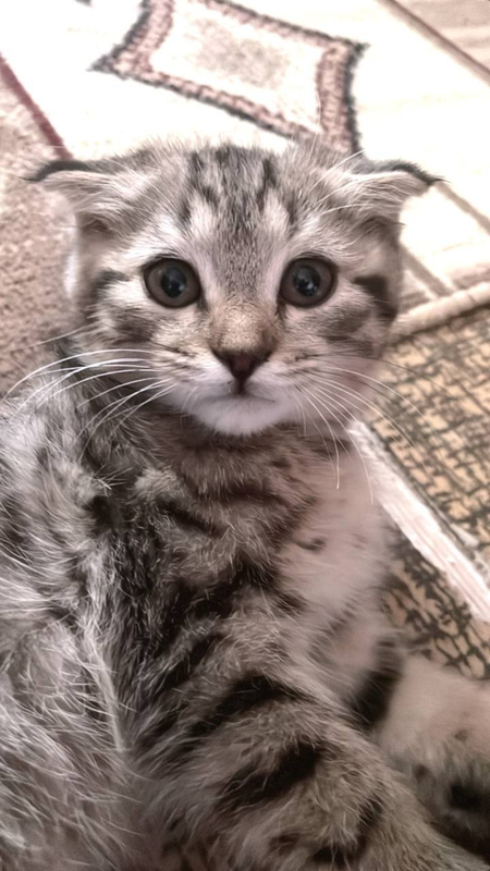 Домашний котёнок