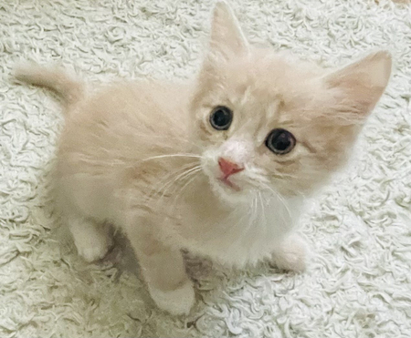 Продам породестого котенка