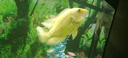 Astranavus sotladi
