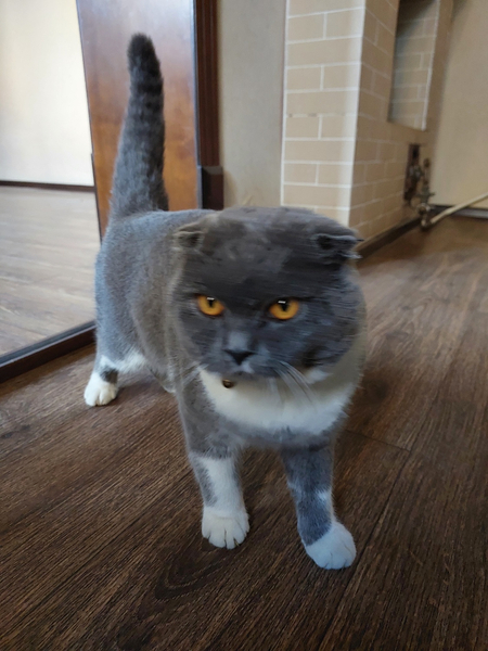 Scottish fold srochna sotiladi