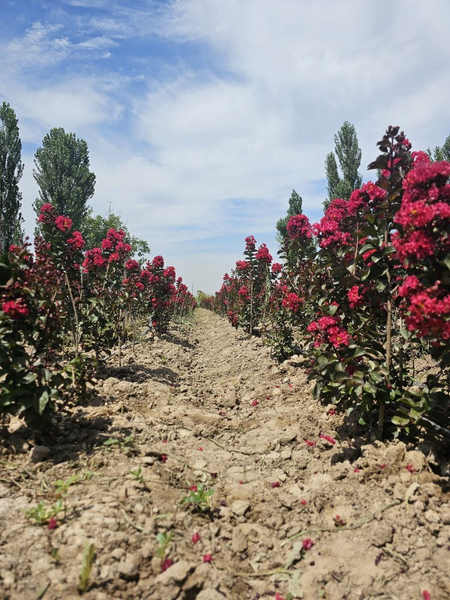 Индийский сирень Lagerstroemia Cherry Mocha