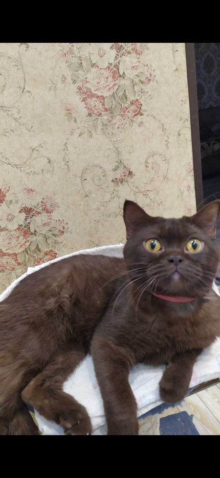 Вязка кот британец