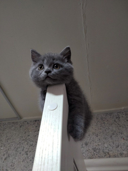 Продаётся котёнок