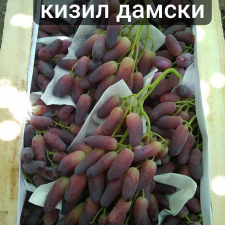 Узум кочатлар бор