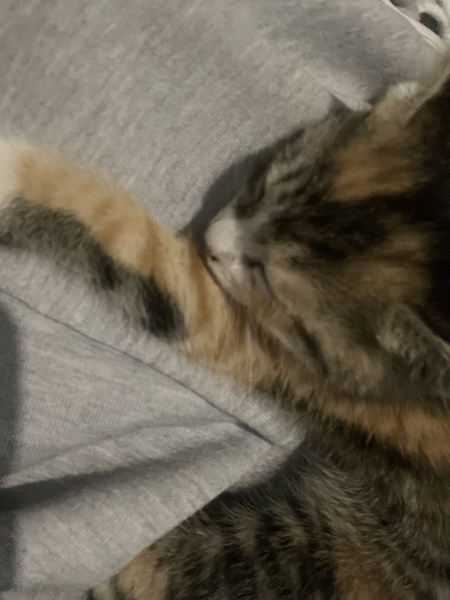 Домашний котенок