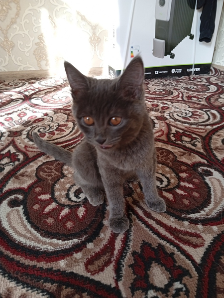 Skotish Strayt Qiz Bola 2.yarim oyli