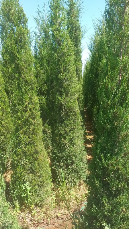 Archa kōchat lar bor