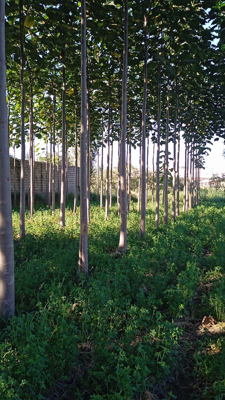 Павлония дунёда энг тез усувчи дарахт кучатларини сотамиз