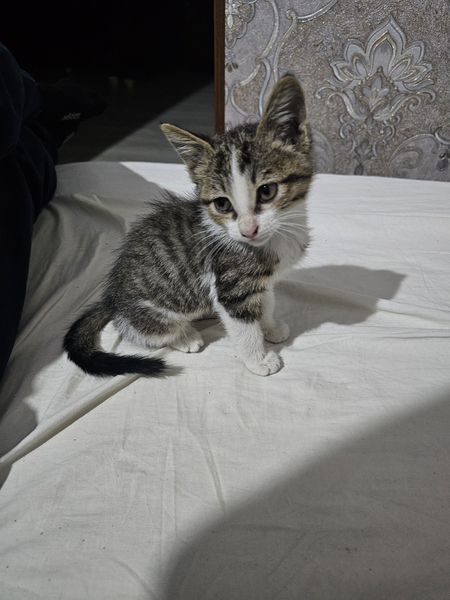 Отдам котёнка в добрые руки