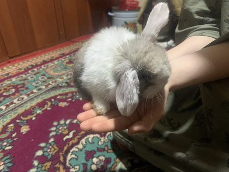 Куён боласи , ойлик хонаки