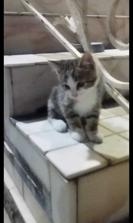 Срочно продаёться котят