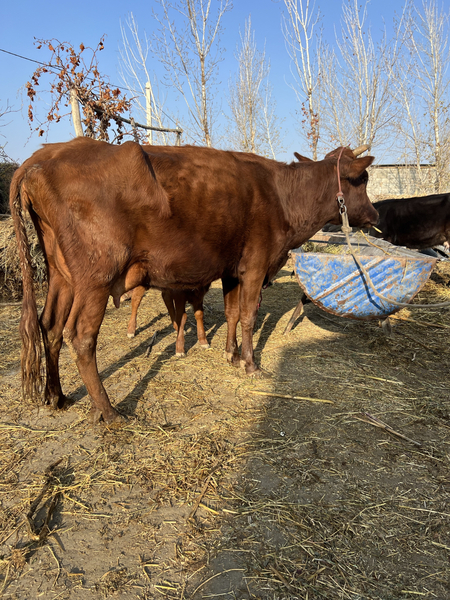 Она бола сигиррр