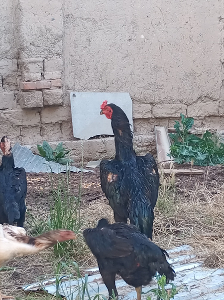 Dakan xoʻroz va tovuqlar sotiladi