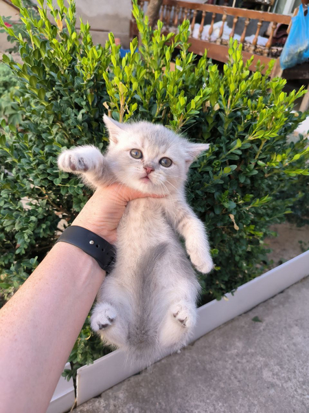 Продам котят Скотиш страйт