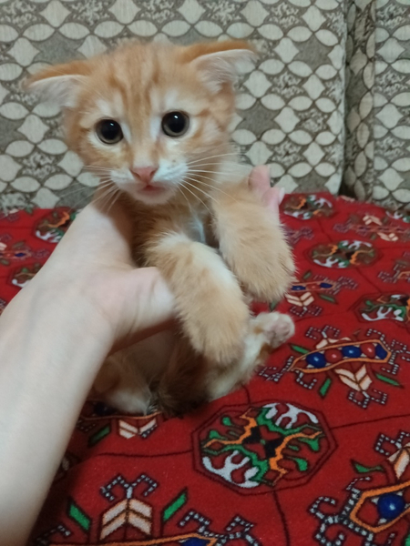 Отдам срочно котят в хорошие руки