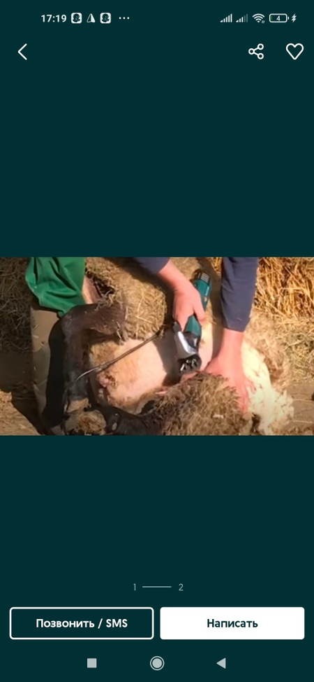 Qo'y yungini olish, Ку'й юнгини олиш