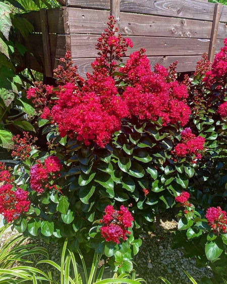 Индийский сирень сорт Lagerstroemia cherry mocha
