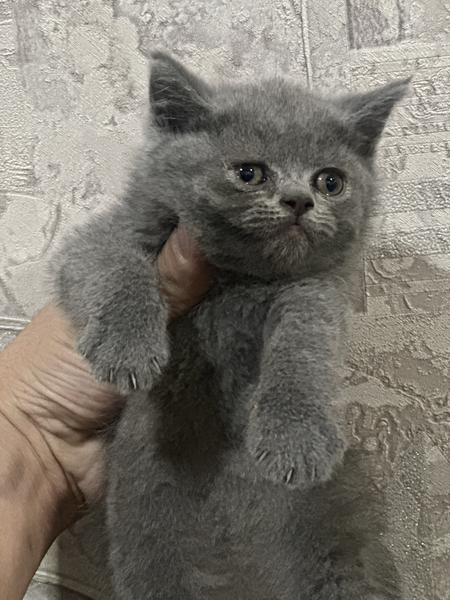 продам котенек девочка скотиш страйт