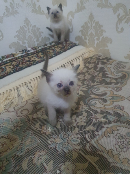 Сиамские котятки