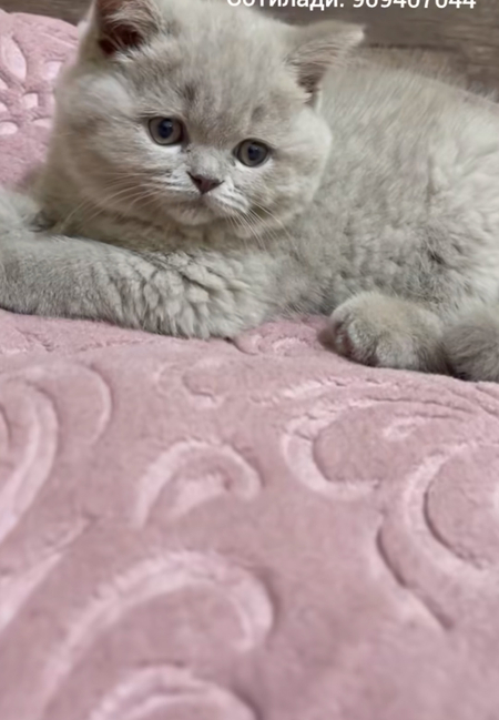 Чистокровные британцы