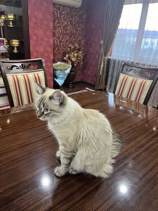 Котик, Мушук зотли