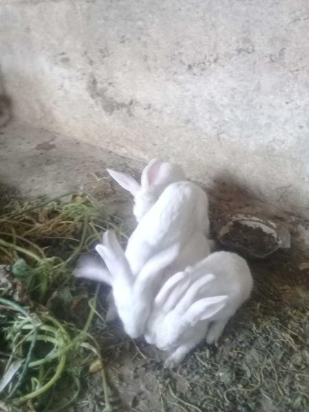 Pol velikan quyonlar 50 ta qoldi. Narxi kelishilgan   holatda.