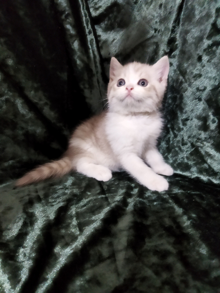 Продаются котята