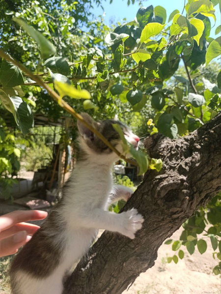 Отдаются котята в хорошие руки