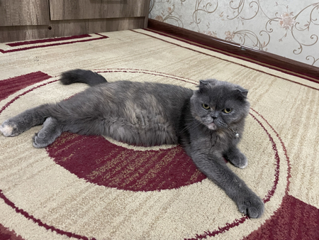 Кошка фолт мама и ребёнок келишамиз