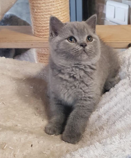 Продаются котята шотландской короткошерстной породы!