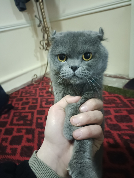 Britanskiy mushuk 1 yosh