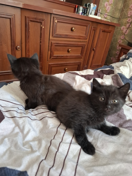 Отдам котят в хорошие руки