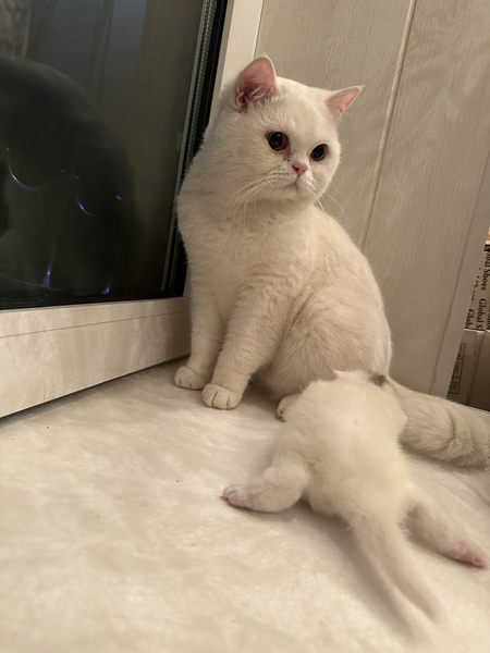 Кот приглашать к себе кошек вязка