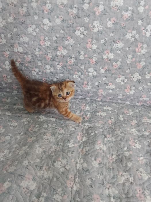 Продается котенок