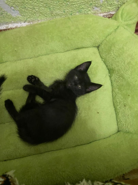 Отдаются котята в добрые руки