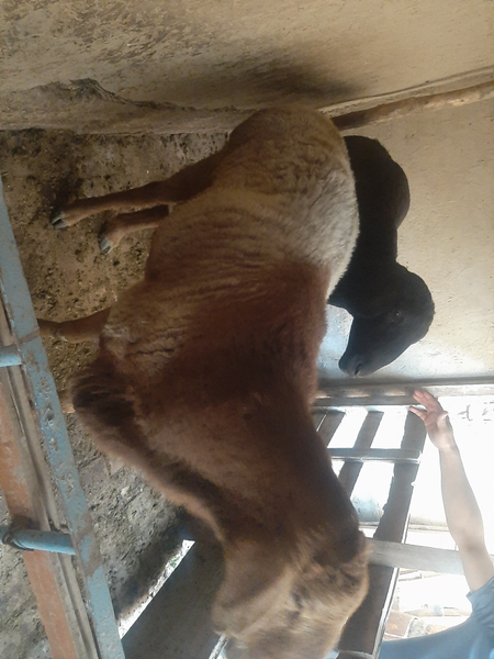 Qo‘chqorlar 2ta sog‘lom