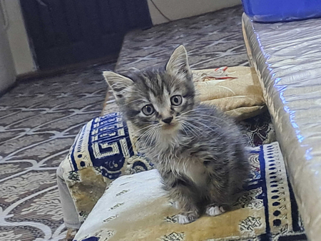 продаётся котёнок