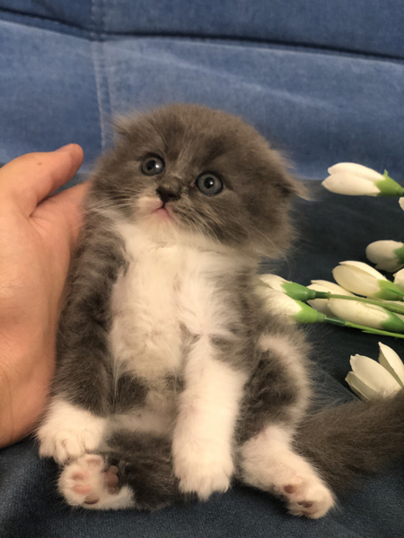 скоттиш фолды и страйт