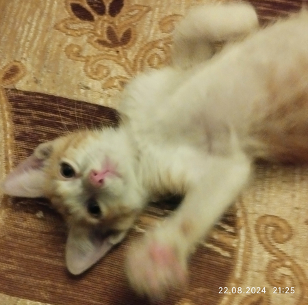 Хорошенький, рыжий котенок