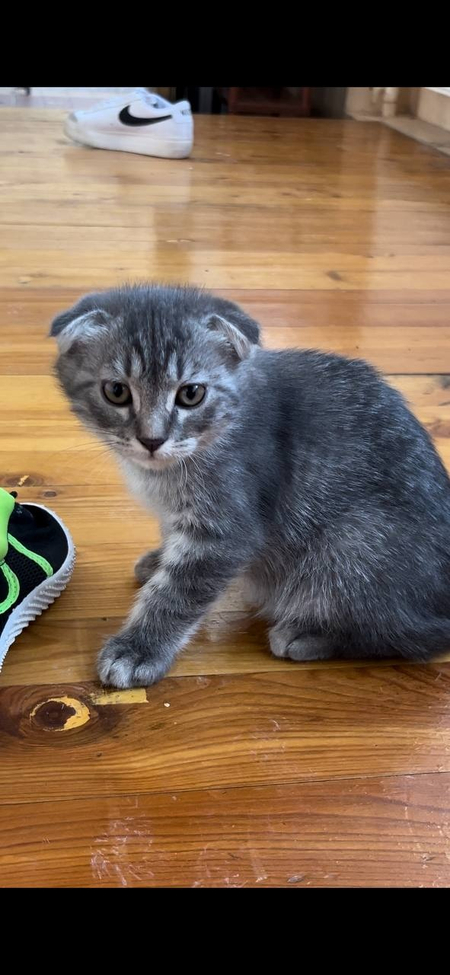 Милые вислоухие котята