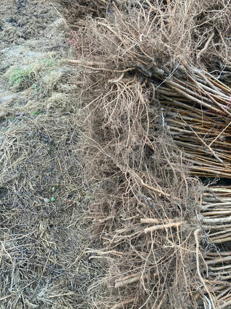 Barcha turdagi kuchatlar intinsif karlik polkarlik xamasi bor